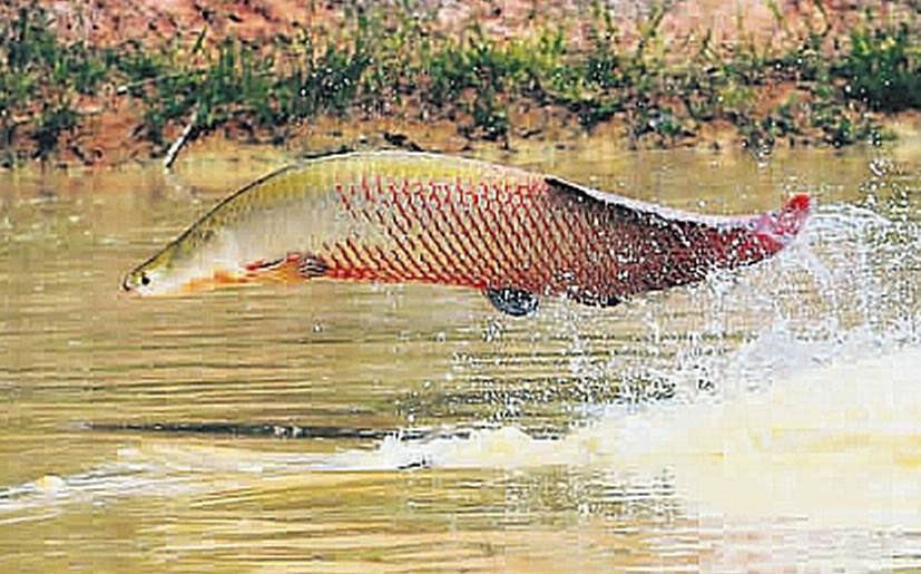 Ferti-irrigation system integrates paiche and banana cultivation on a ...